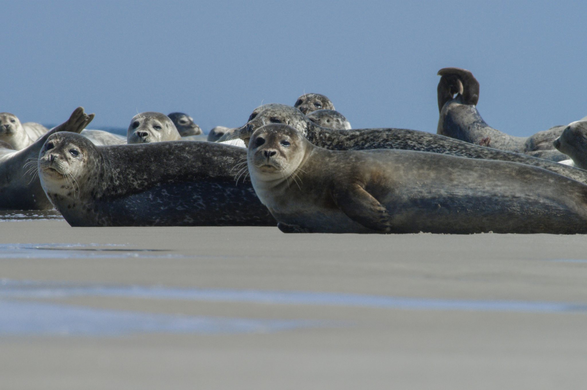 Spotting seals on Texel with the Sop Speedy speedboat